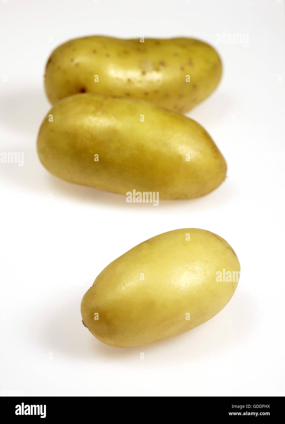 Charlotte Potato, solanum tuberosum, Vegetable against White Background ...