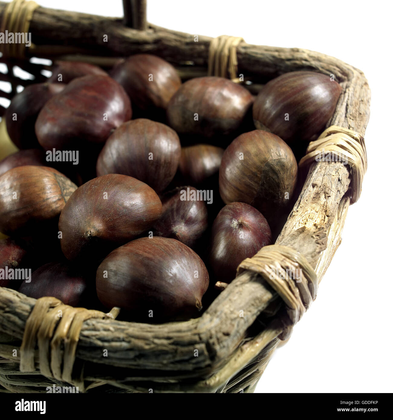 Chestnuts, castanea sativa, Fruits against White Background Stock Photo ...
