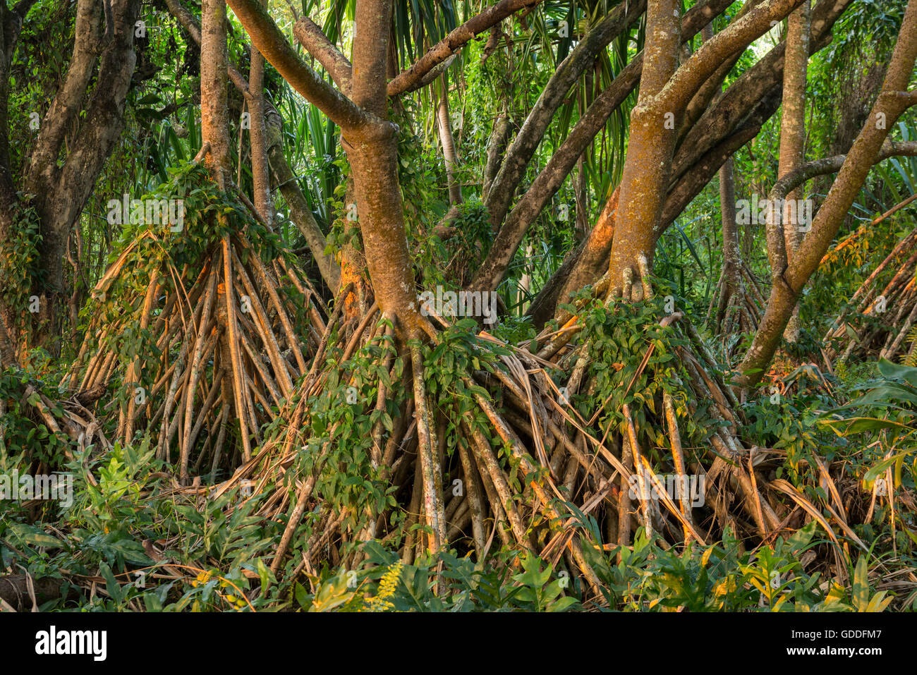 Puna island hawaii hi-res stock photography and images - Alamy