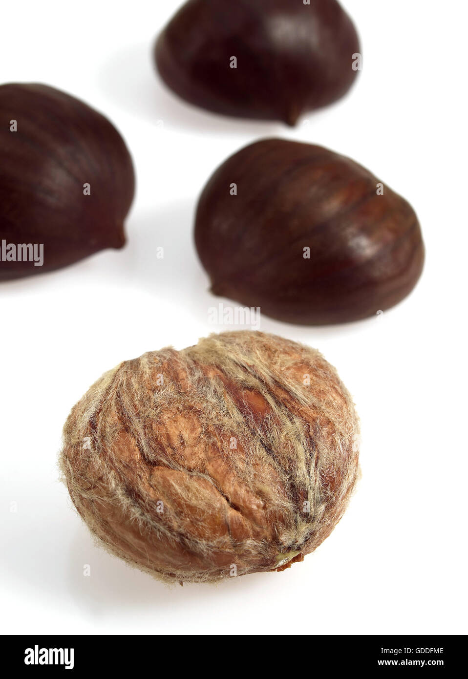 Castanea sativa fagaceae hi-res stock photography and images - Alamy