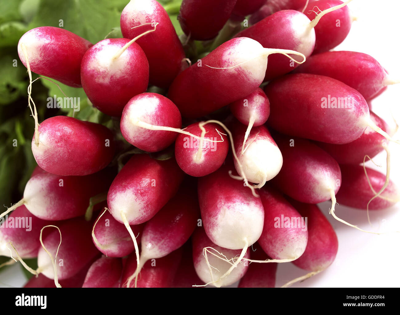 Pink Radish, raphanus sativus, Vegetable against White Background Stock ...