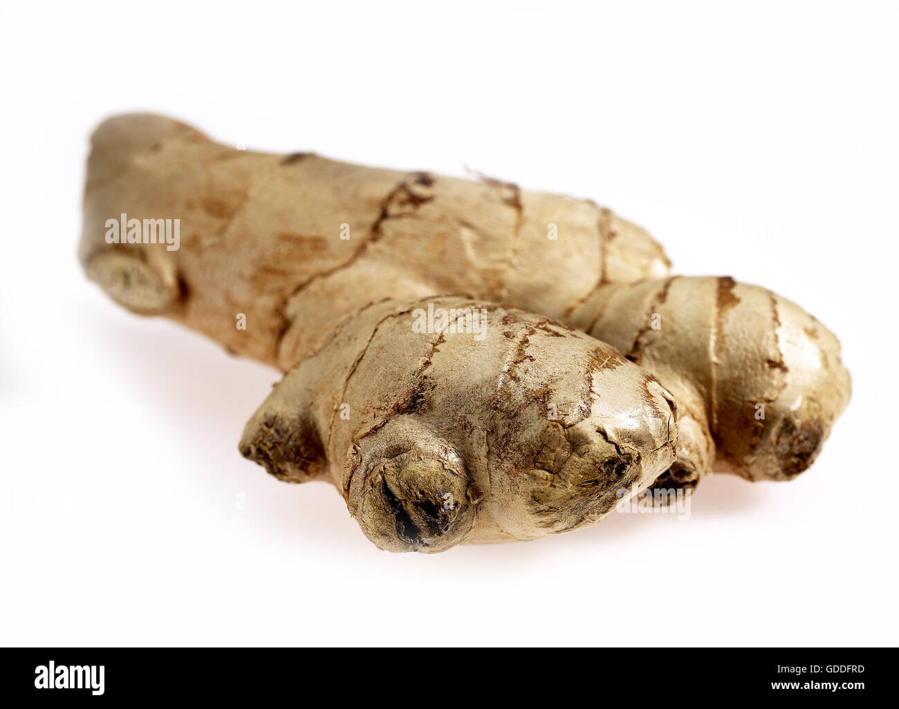 Ginger root zingiber officinale hi-res stock photography and images - Alamy