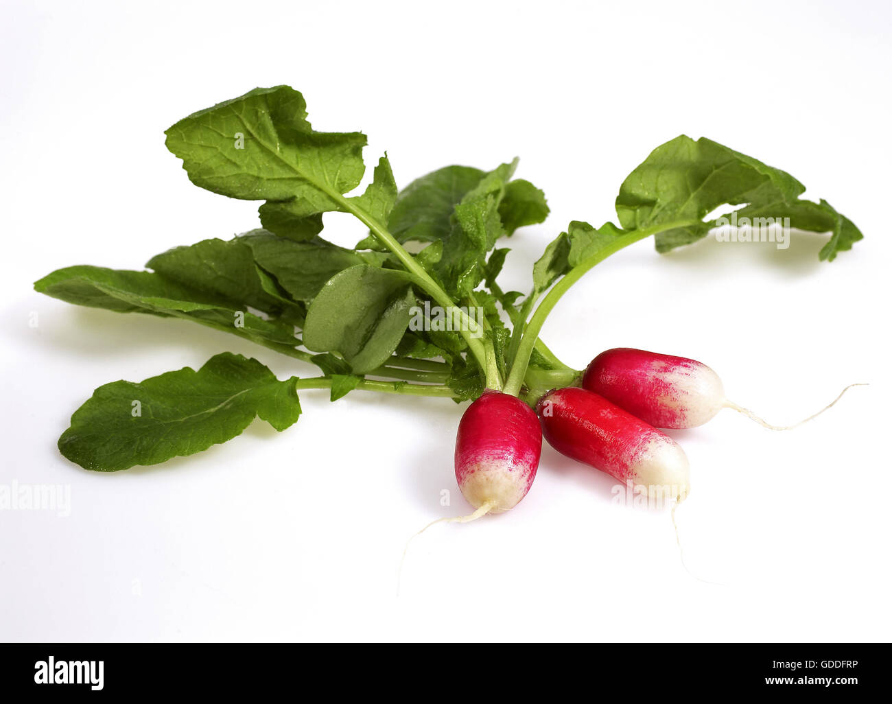 PINK RADISH raphanus sativus AGAINST WITH BACKGROUND Stock Photo - Alamy