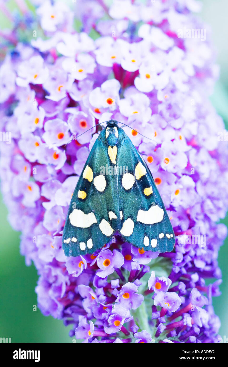 Nature,Animal,Butterfly,Moth,Insect,Wild,Switzerland,Callimorpha ...