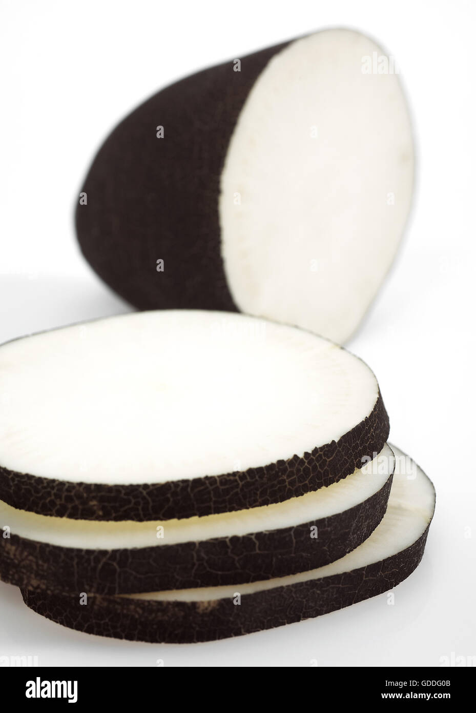 Black Radish, raphanus sativus niger, Vegetable against White ...