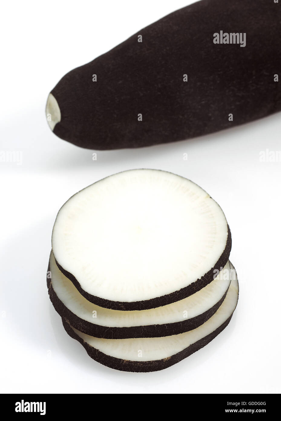 Black Radish, raphanus sativus niger, against White Background Stock ...