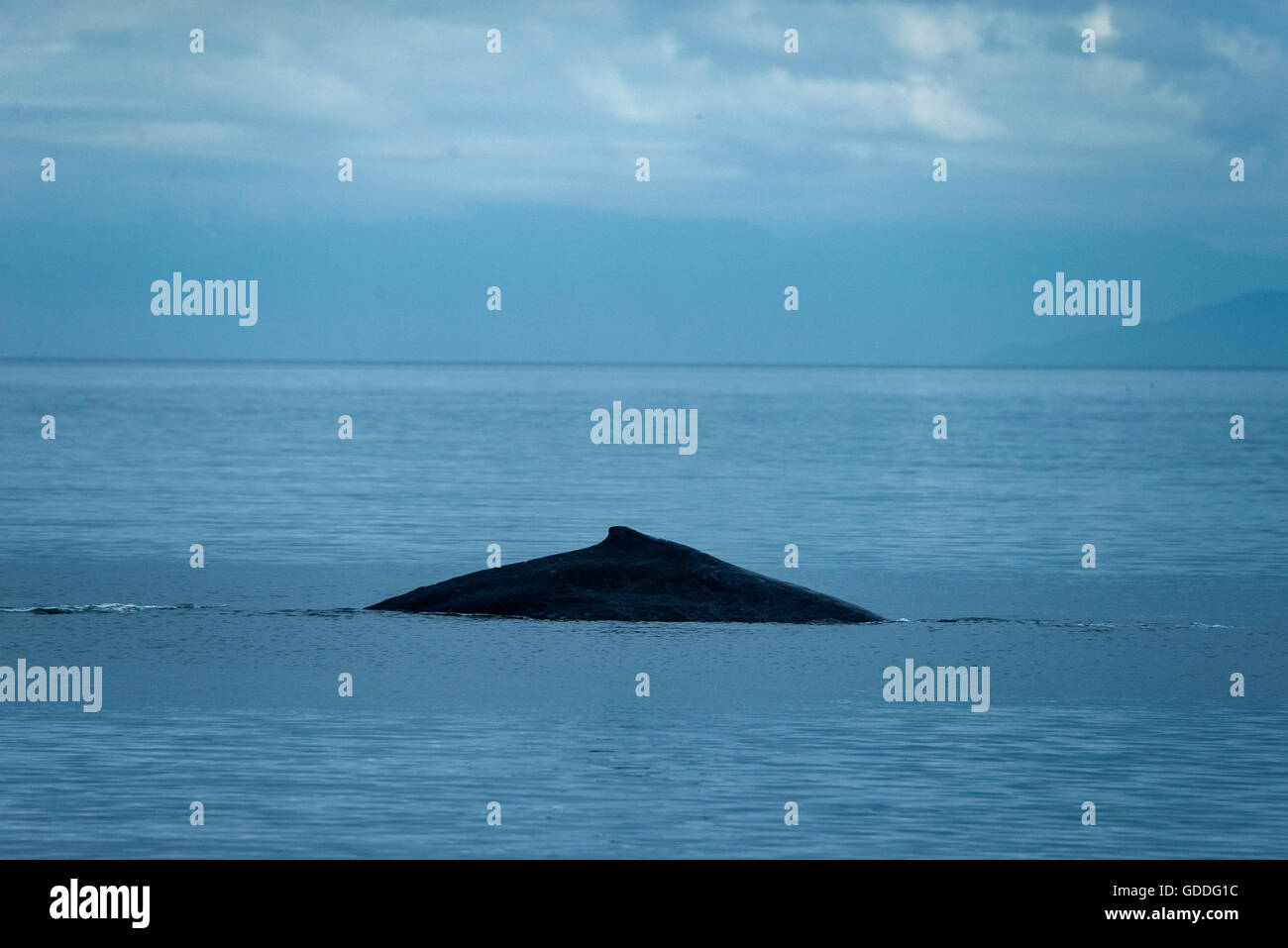 humpback whale,point adolphus,Alaska Stock Photo - Alamy