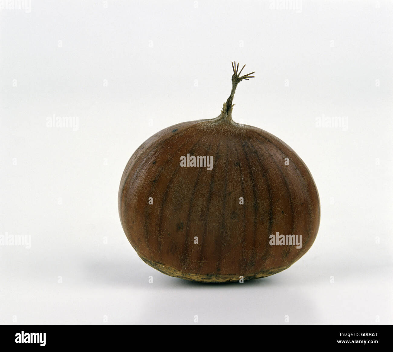 Castanea sativa fagaceae hi-res stock photography and images - Alamy