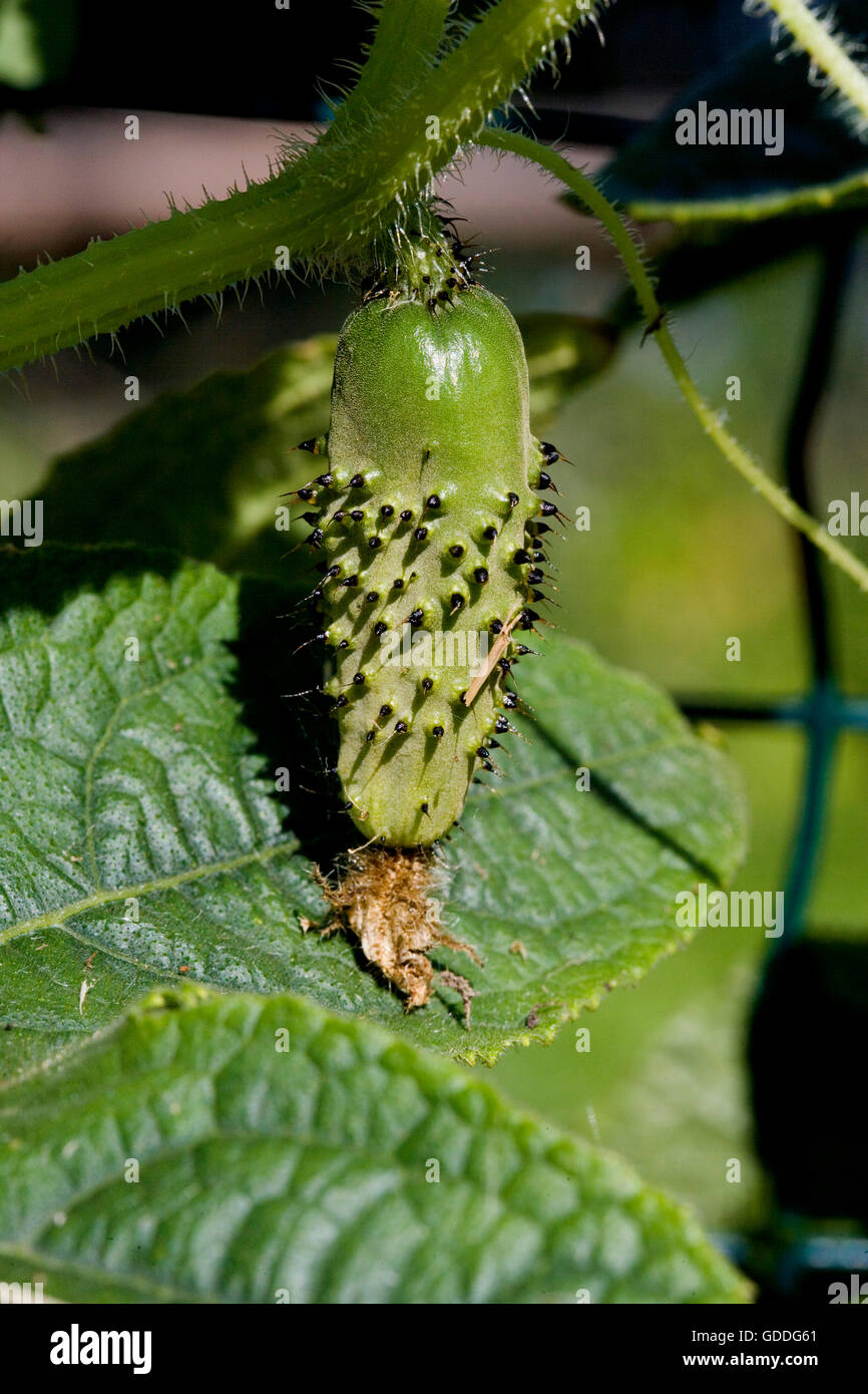 Gherkin or Pickle, cucumis sativus, Vegetable garden in Normandy Stock ...