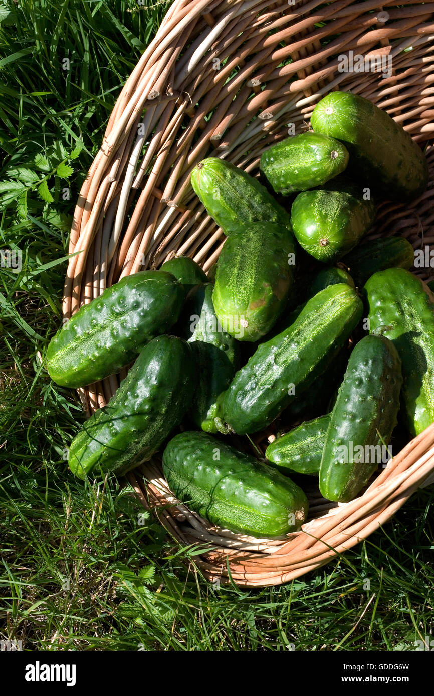 Gherkin or Pickle, cucumis sativus, Vegetable Garden in Normandy Stock ...