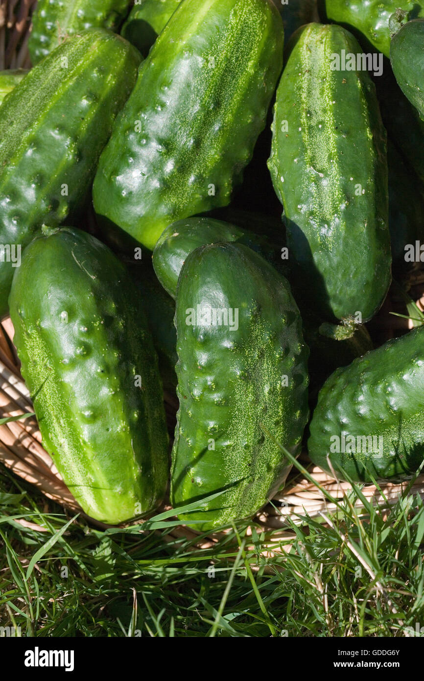 Gherkin or Pickle, cucumis sativus, Vegetable Garden in Normandy Stock ...