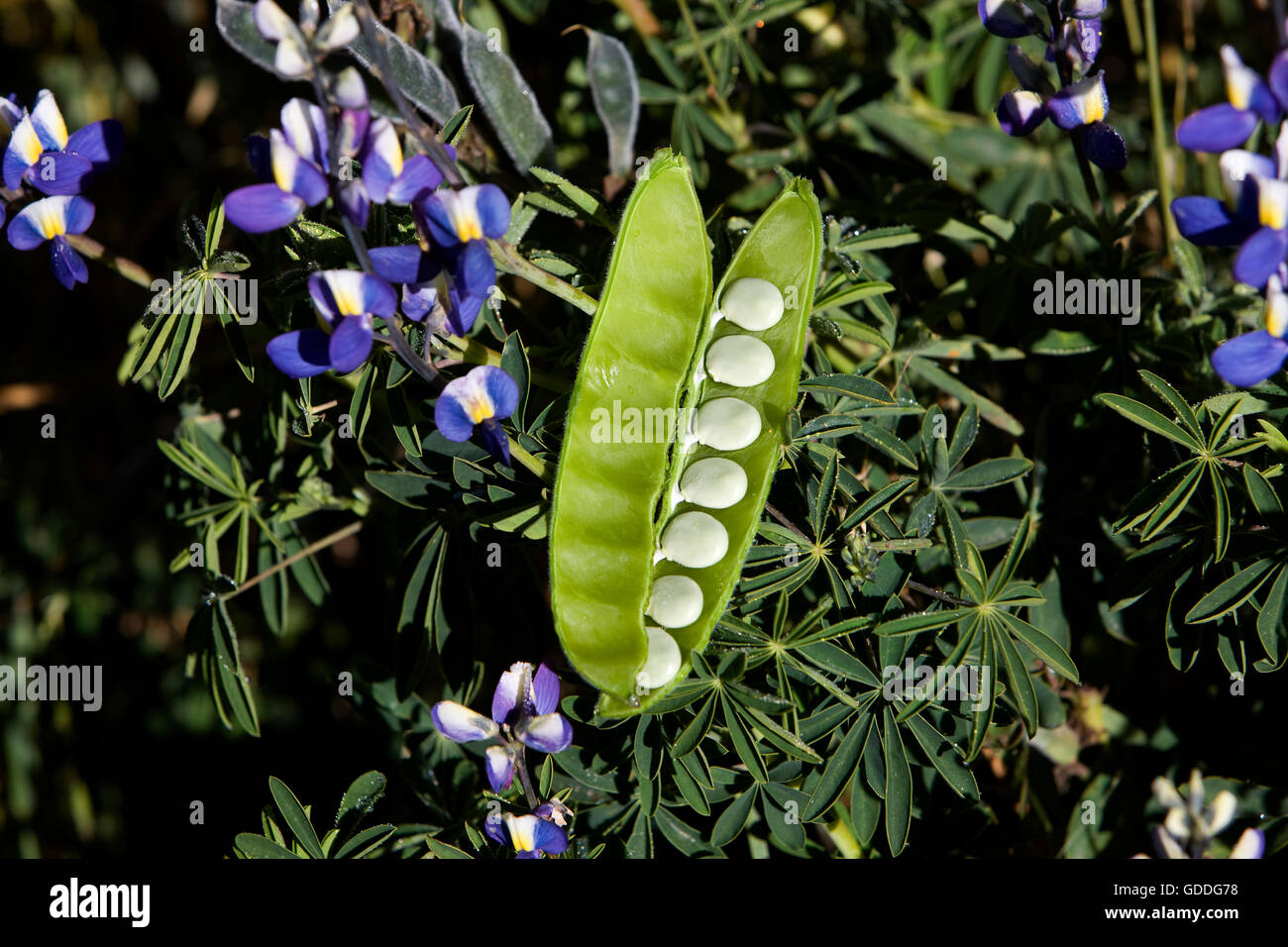 P pisum hi-res stock photography and images - Alamy