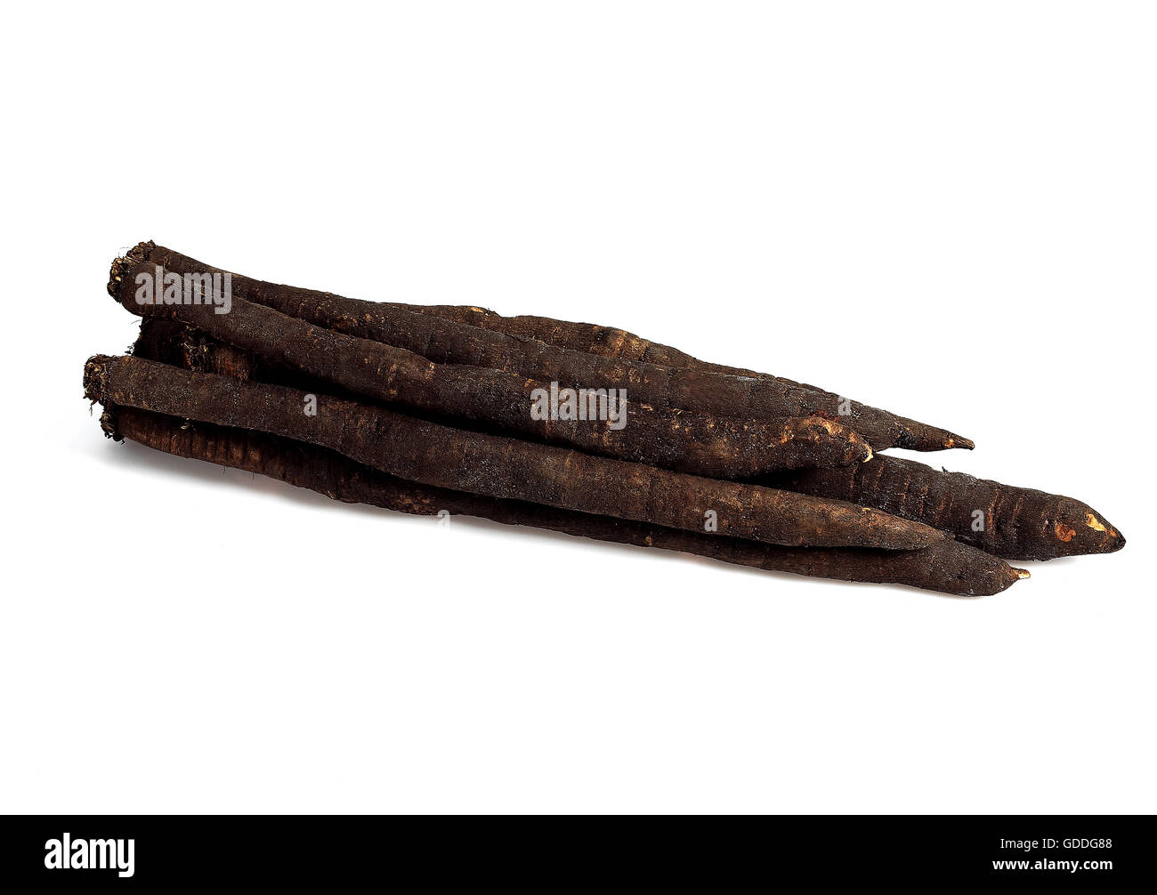 FRESH SALSIFY tragopogon porrifolius AGAINST WHITE BACKGROUND Stock ...