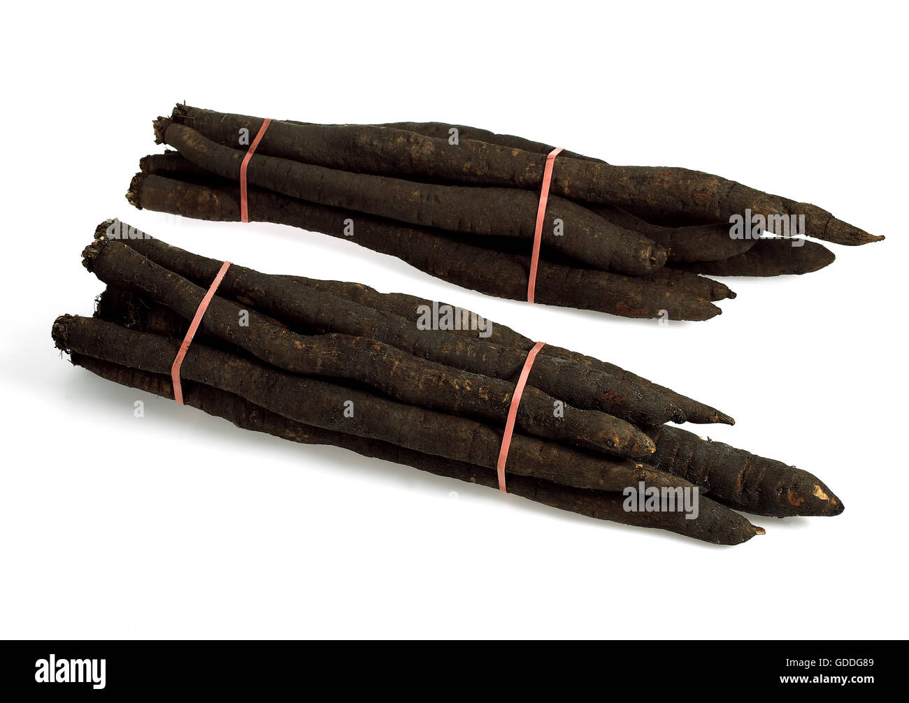 FRESH SALSIFY tragopogon porrifolius AGAINST WHITE BACKGROUND Stock ...