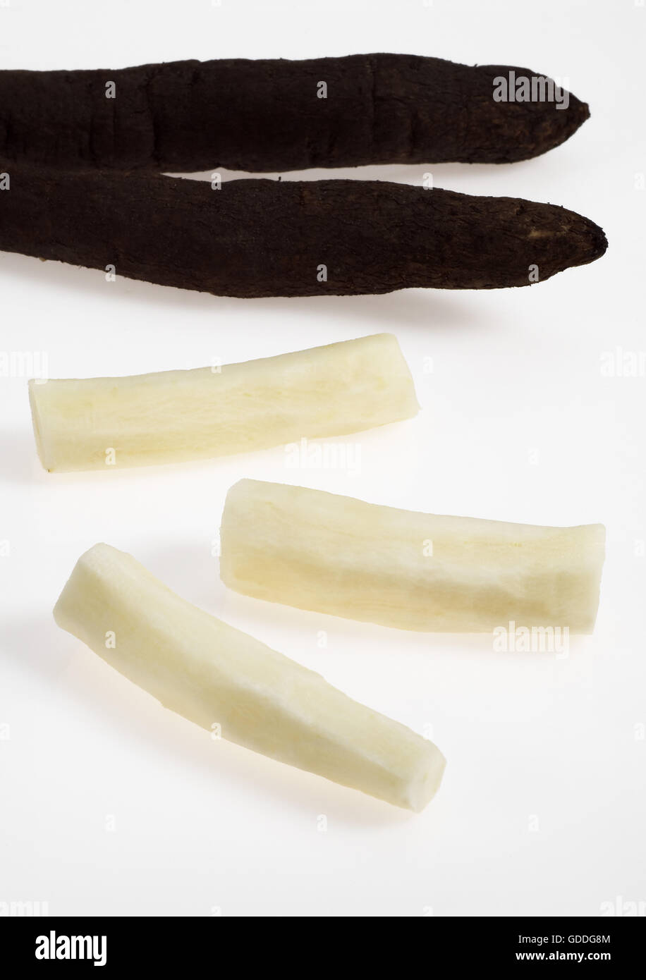 Salsify, tragopogon porrifolius, Fresh Roots against White Background ...