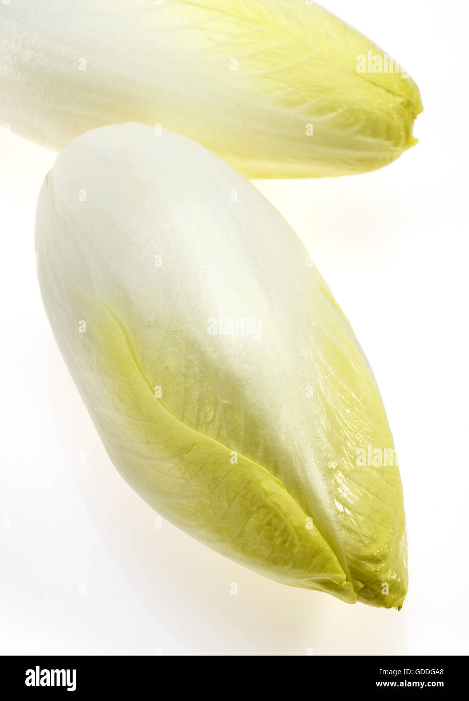 CHICORY AGAINST WHITE BACKGROUND Stock Photo - Alamy