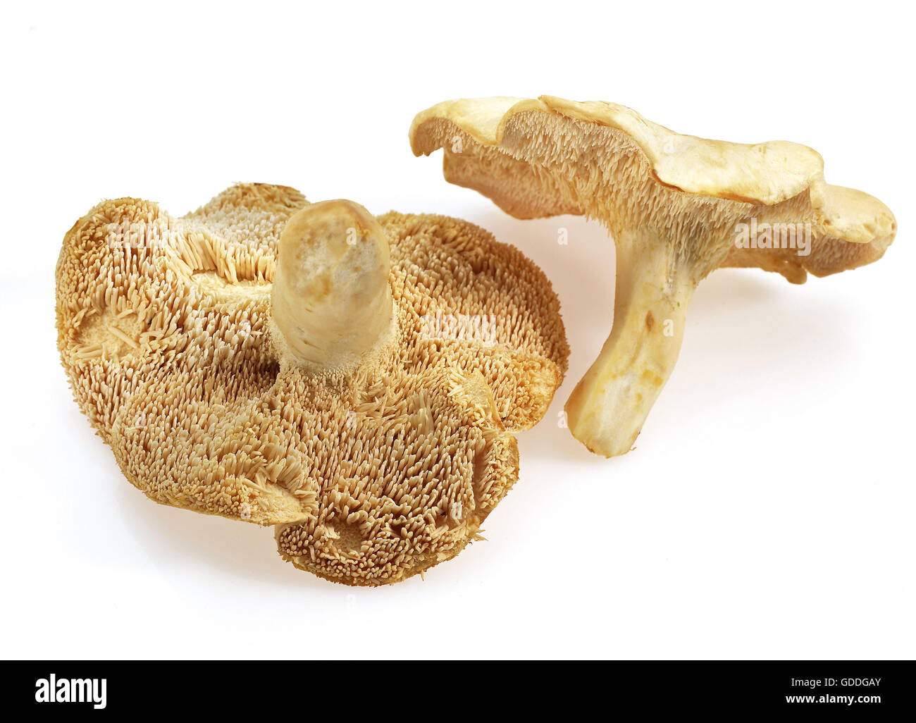 WOOD HEDGEHOG MUSHROOM hydnum repandum AGAINST WHITE BACKGROUND Stock ...