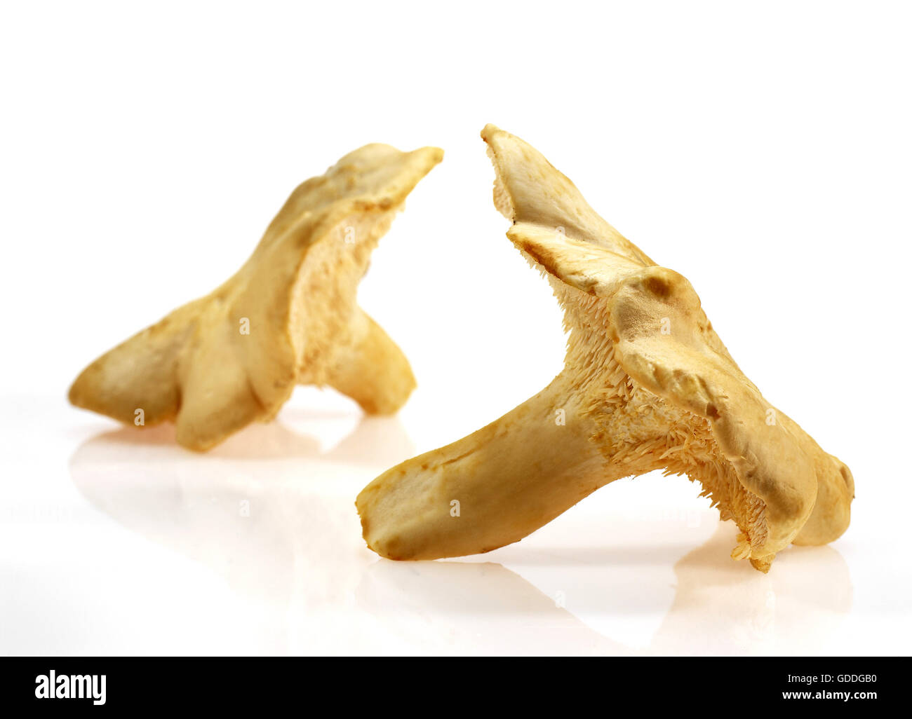 WOOD HEDGEHOG MUSHROOM hydnum repandum AGAINST WHITE BACKGROUND Stock ...