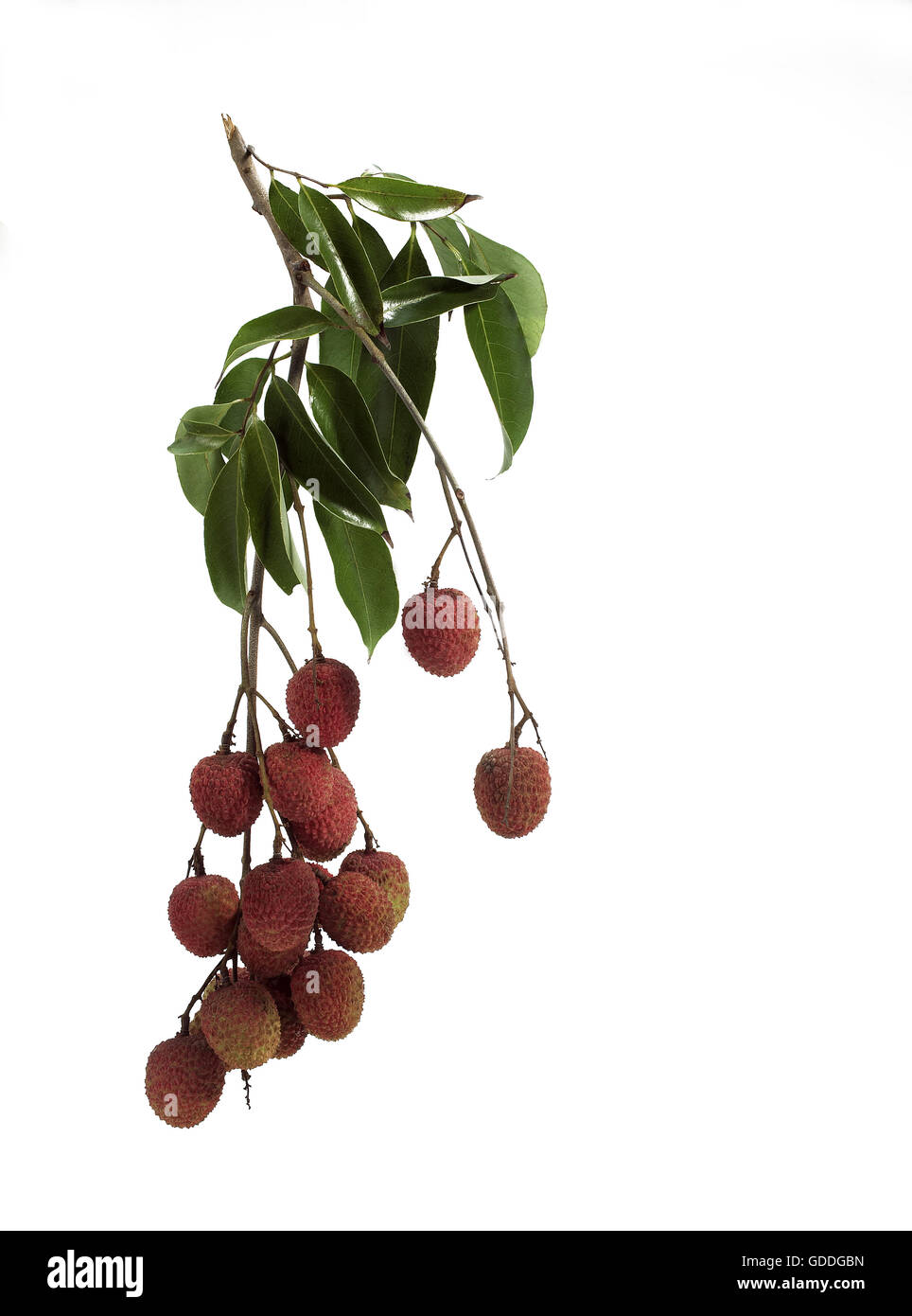 Litchi tree Cut Out Stock Images & Pictures - Alamy