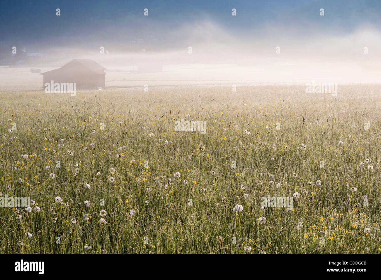 Alpine grassland,Lorettowiesen near Oberstdorf,Allgäu,Bavaria,Germany ...