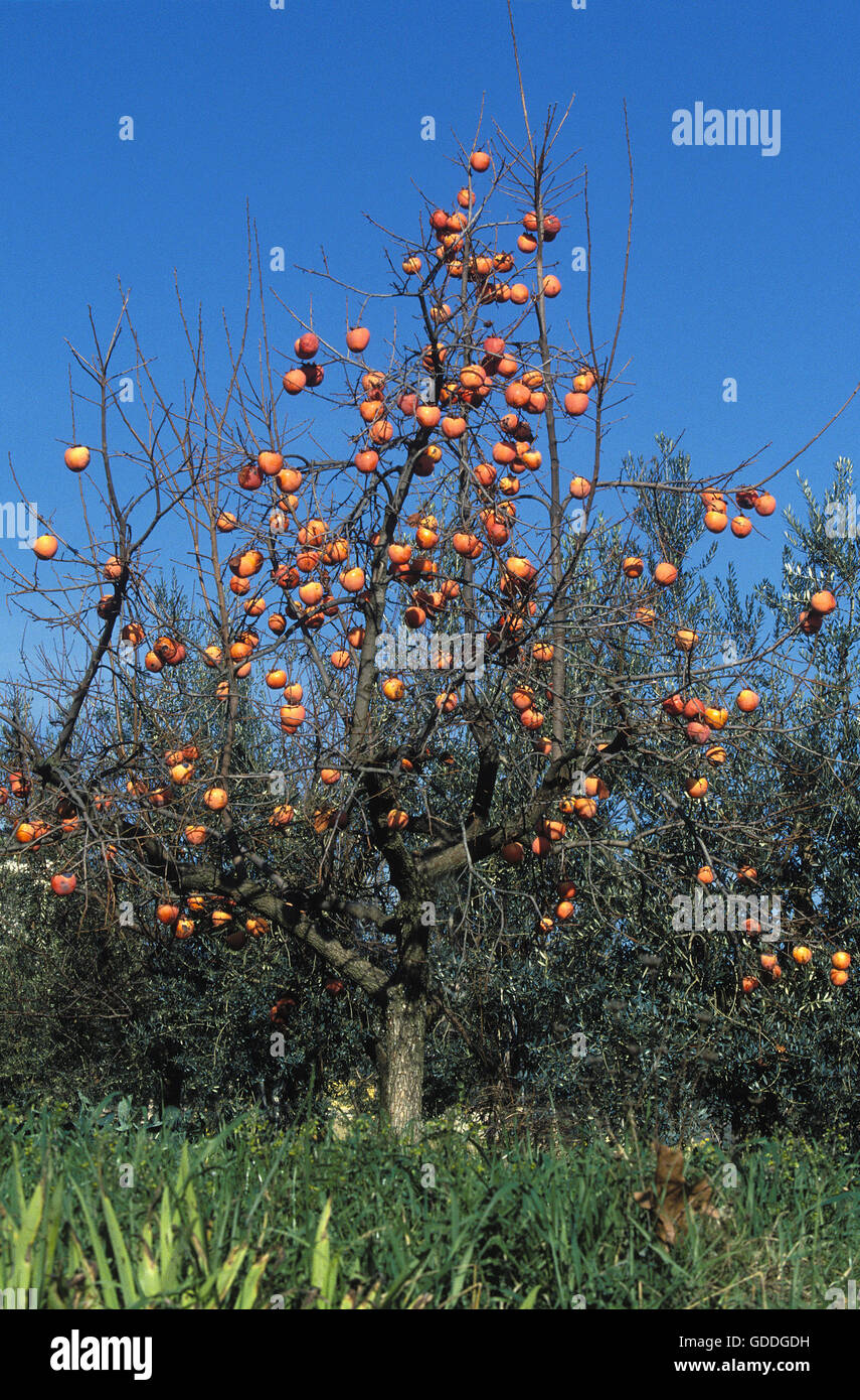 Sharon fruits hi-res stock photography and images - Alamy