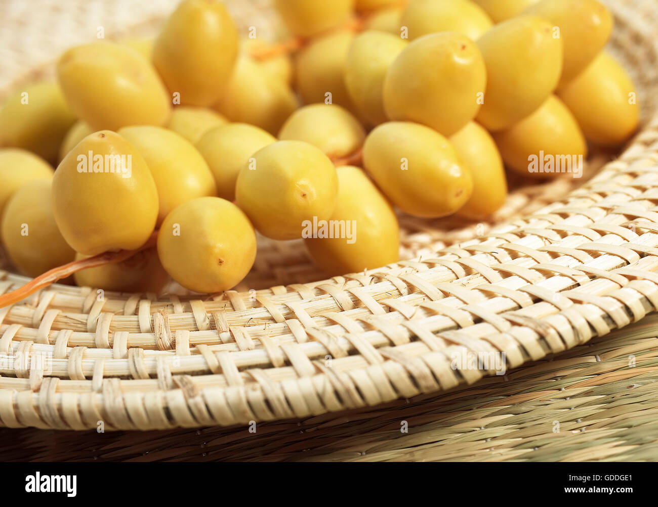 Fresh Dates, phoenix dactylifera Stock Photo - Alamy