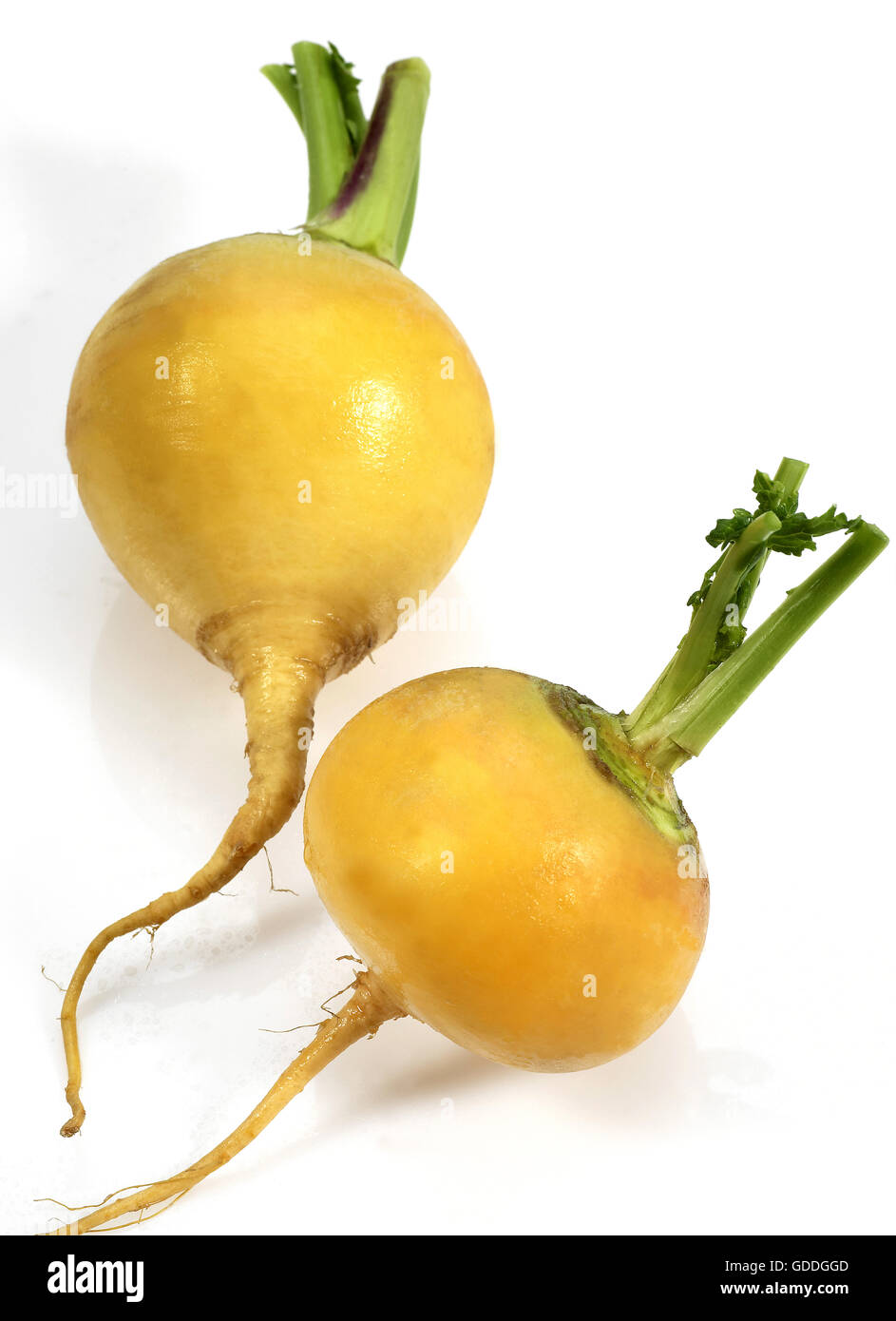 Golden Ball Turnip, brassica rapa, Vegetable against White Background ...
