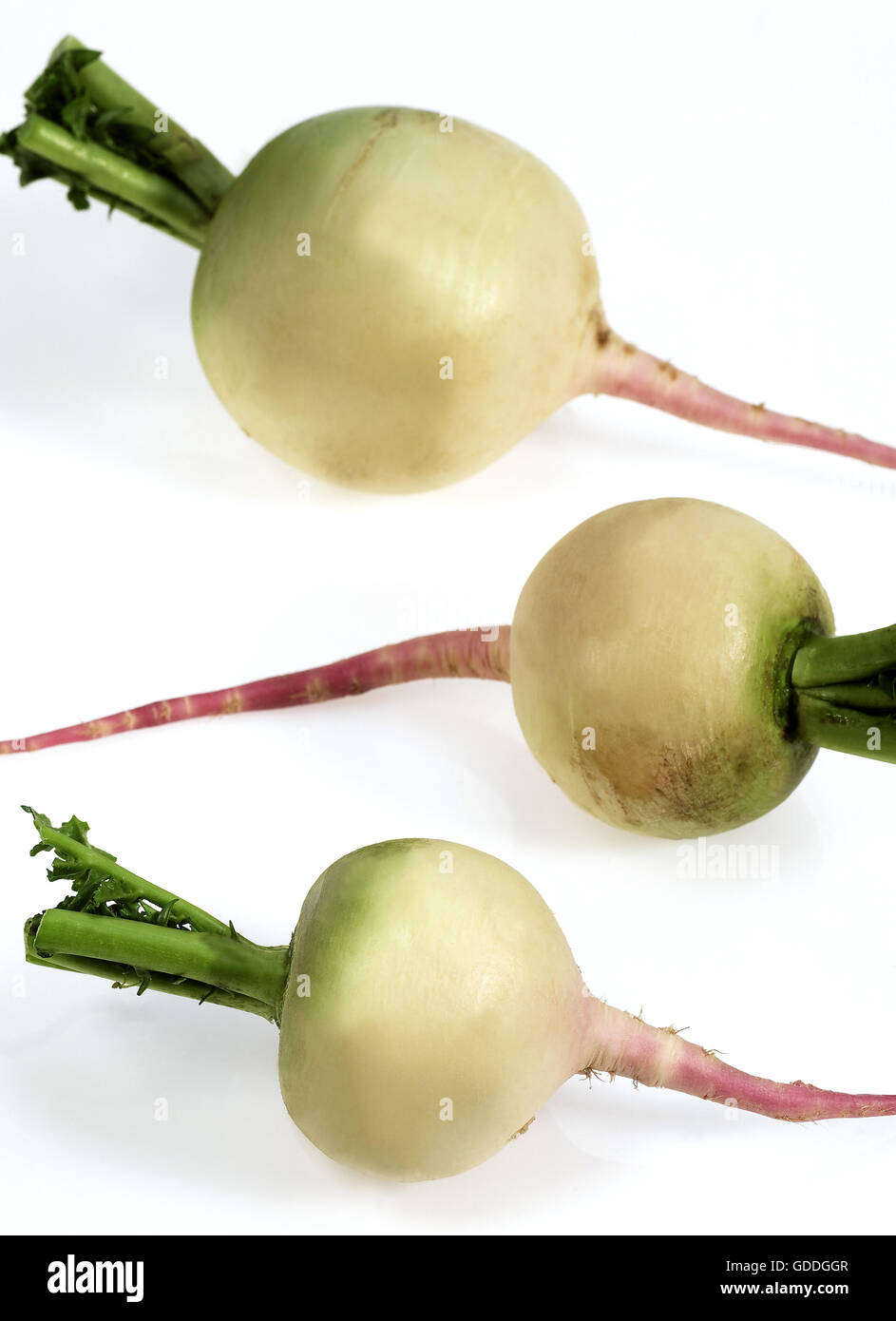 Turnips, brassica rapa, Vegetable against White Background Stock Photo ...