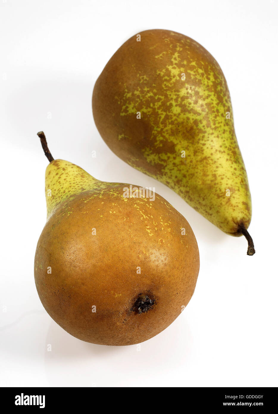 Conference Pear, pyrus communis, Fruits against White Background Stock ...