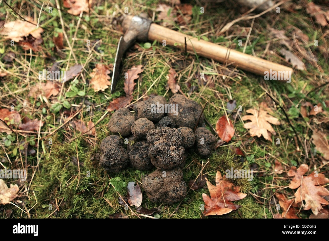 Tuber melanosporum hi-res stock photography and images - Alamy