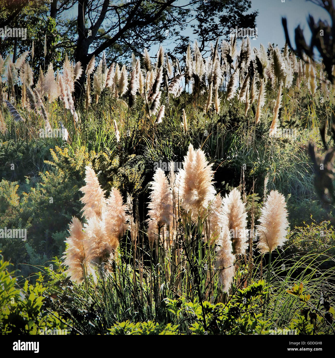 New zealand nature hi-res stock photography and images - Alamy