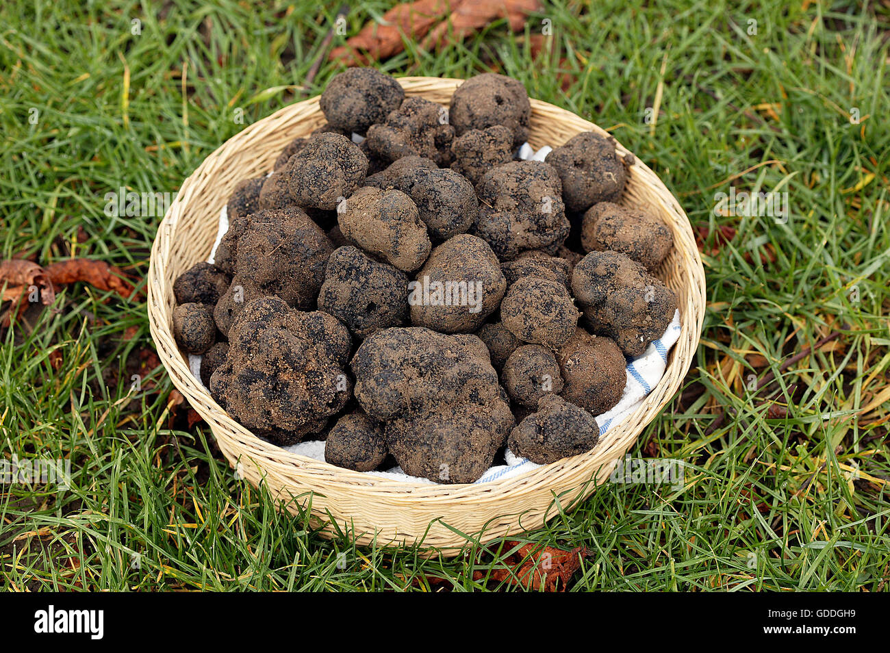 PERIGORD TRUFFLE tuber melanosporum, DROME IN THE SOUTH EAST OF FRANCE ...