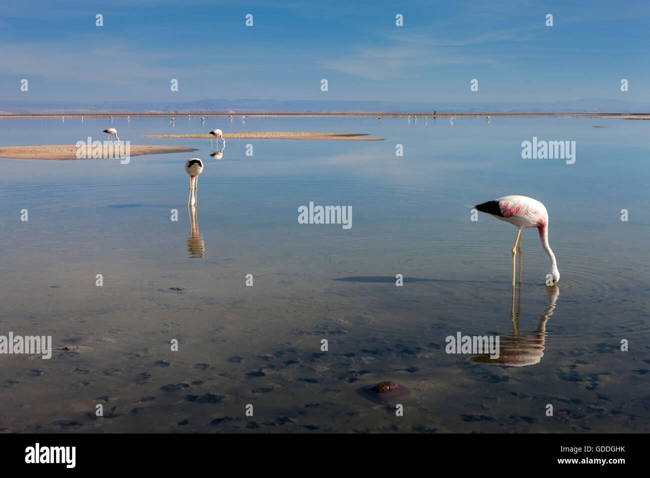 Laguna de Chaxa,Chile,Atacama Stock Photo - Alamy