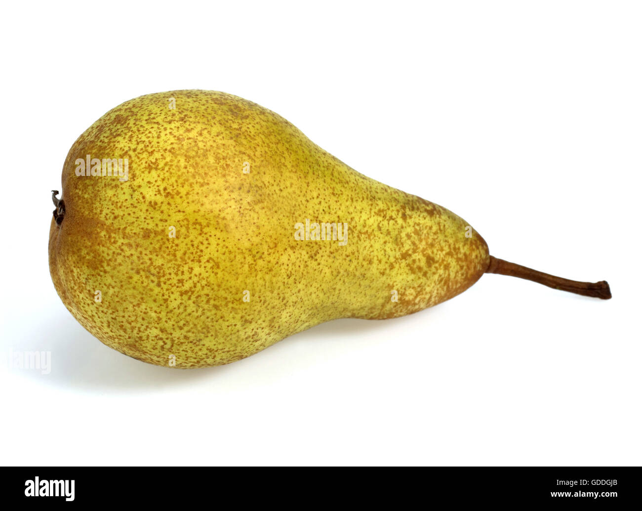 Conference Pear, pyrus communis, Fruit against White Background Stock ...