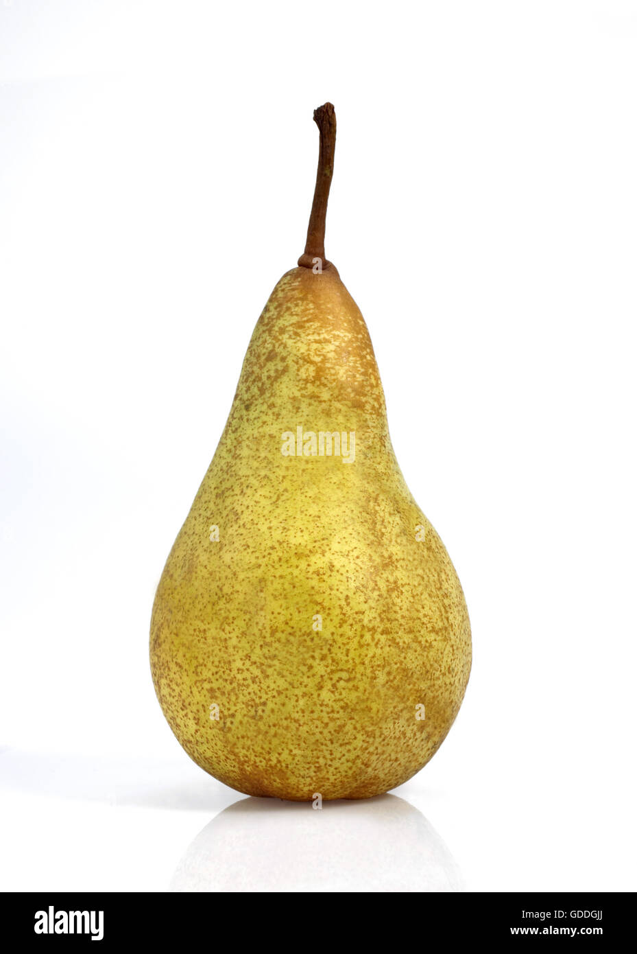 Conference pear pyrus communis hi-res stock photography and images - Alamy