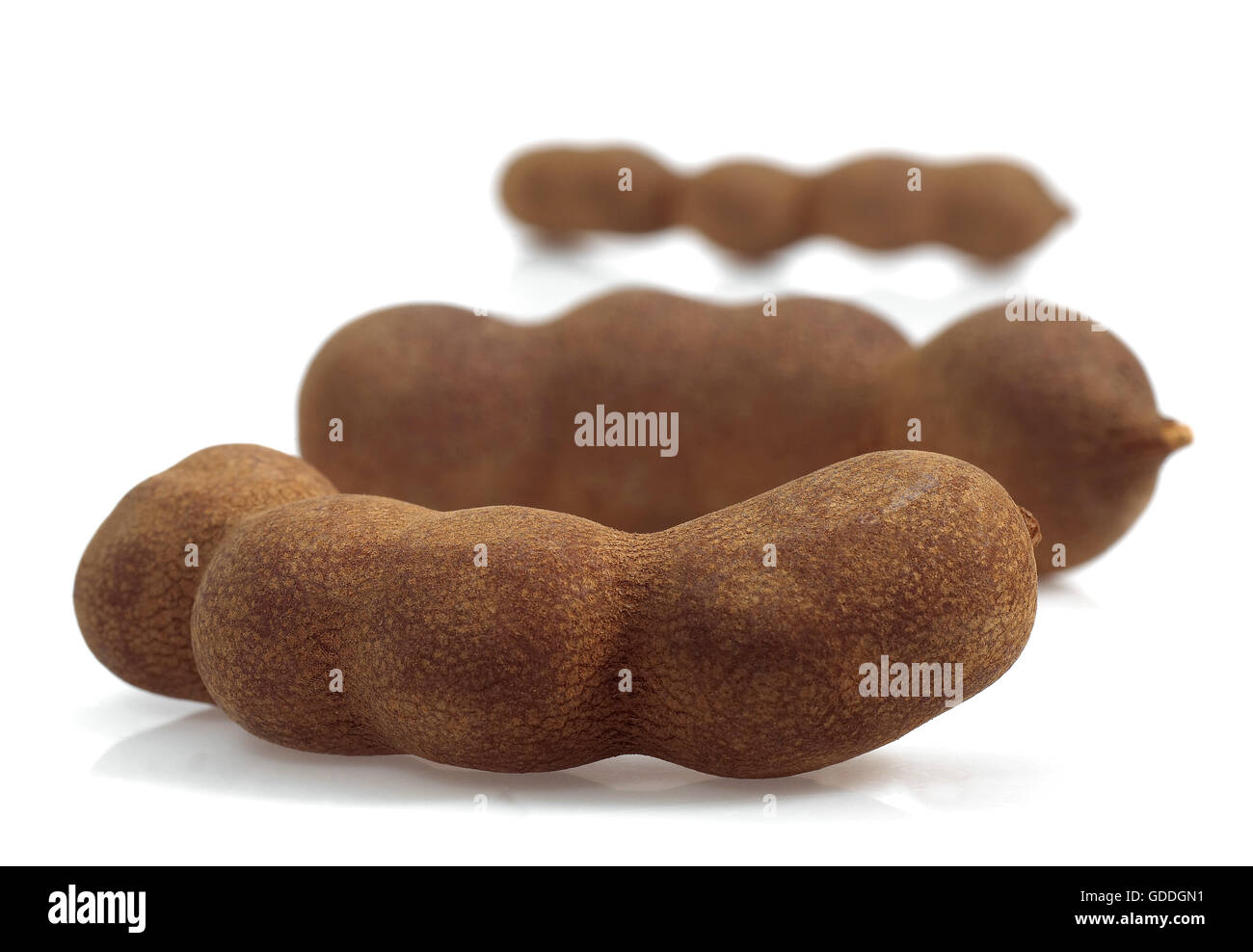 Tamarind Fruits, tamarindus indica against White Background Stock Photo ...