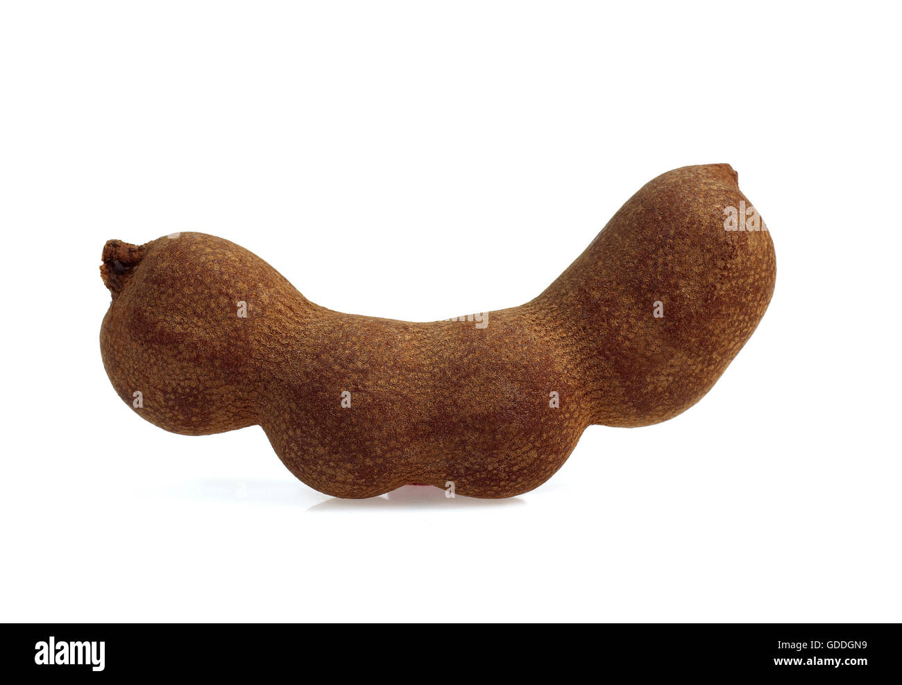 Tamarind Fruits, tamarindus indica against White Background Stock Photo ...