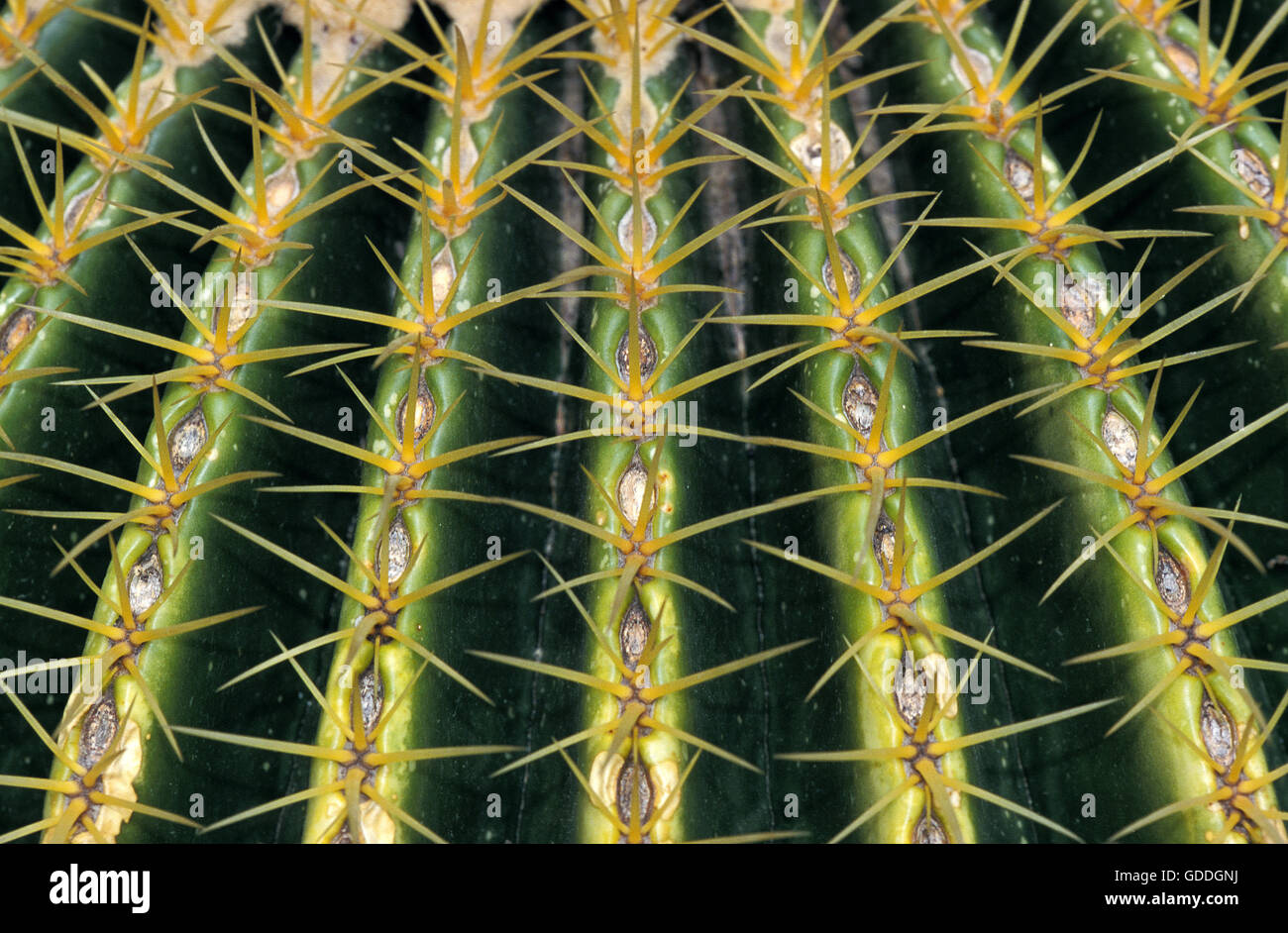 Mother in Law's Seat Cactus, echinocactus grusonii, Mexico Stock Photo ...
