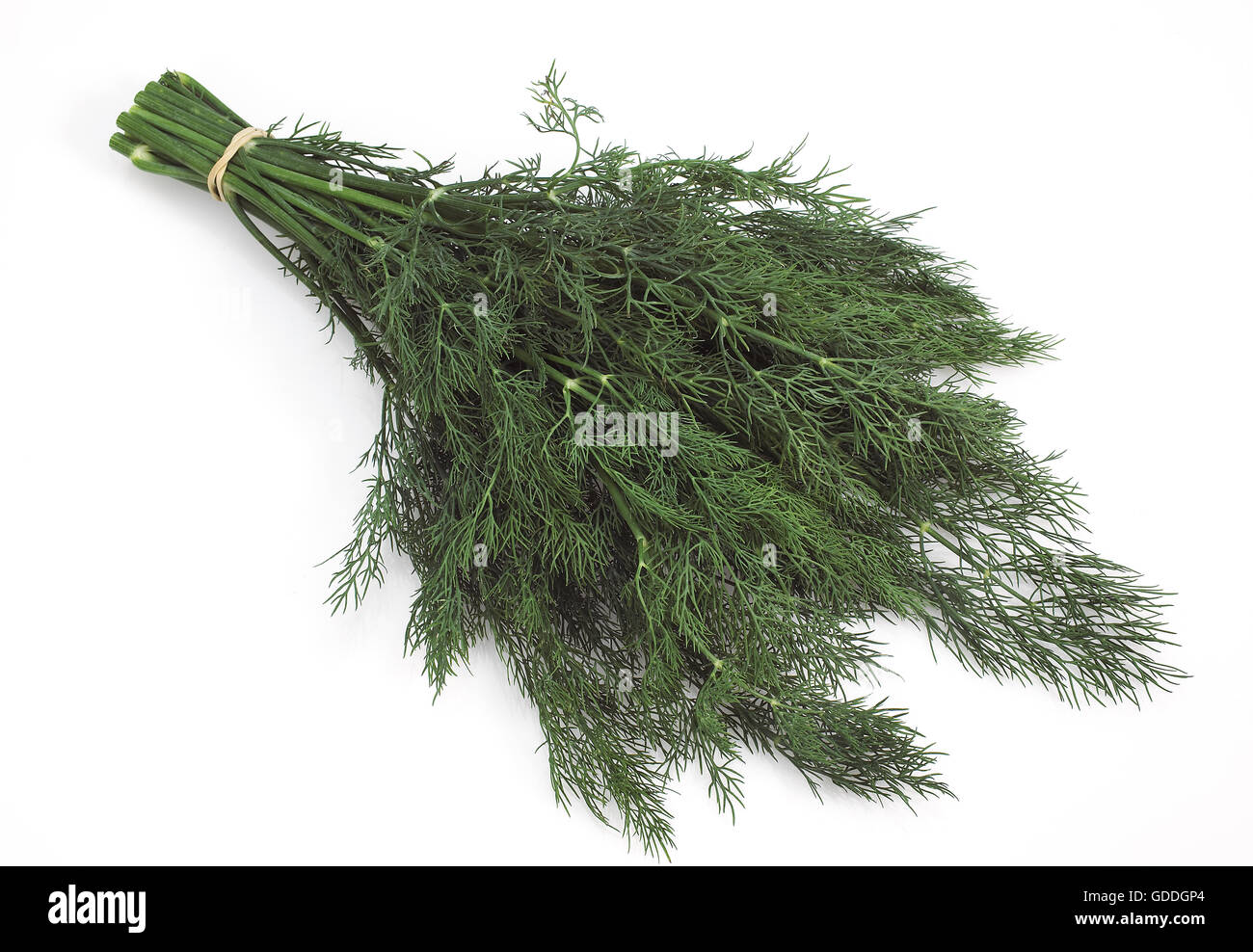 Anethum graveolens hi-res stock photography and images - Alamy