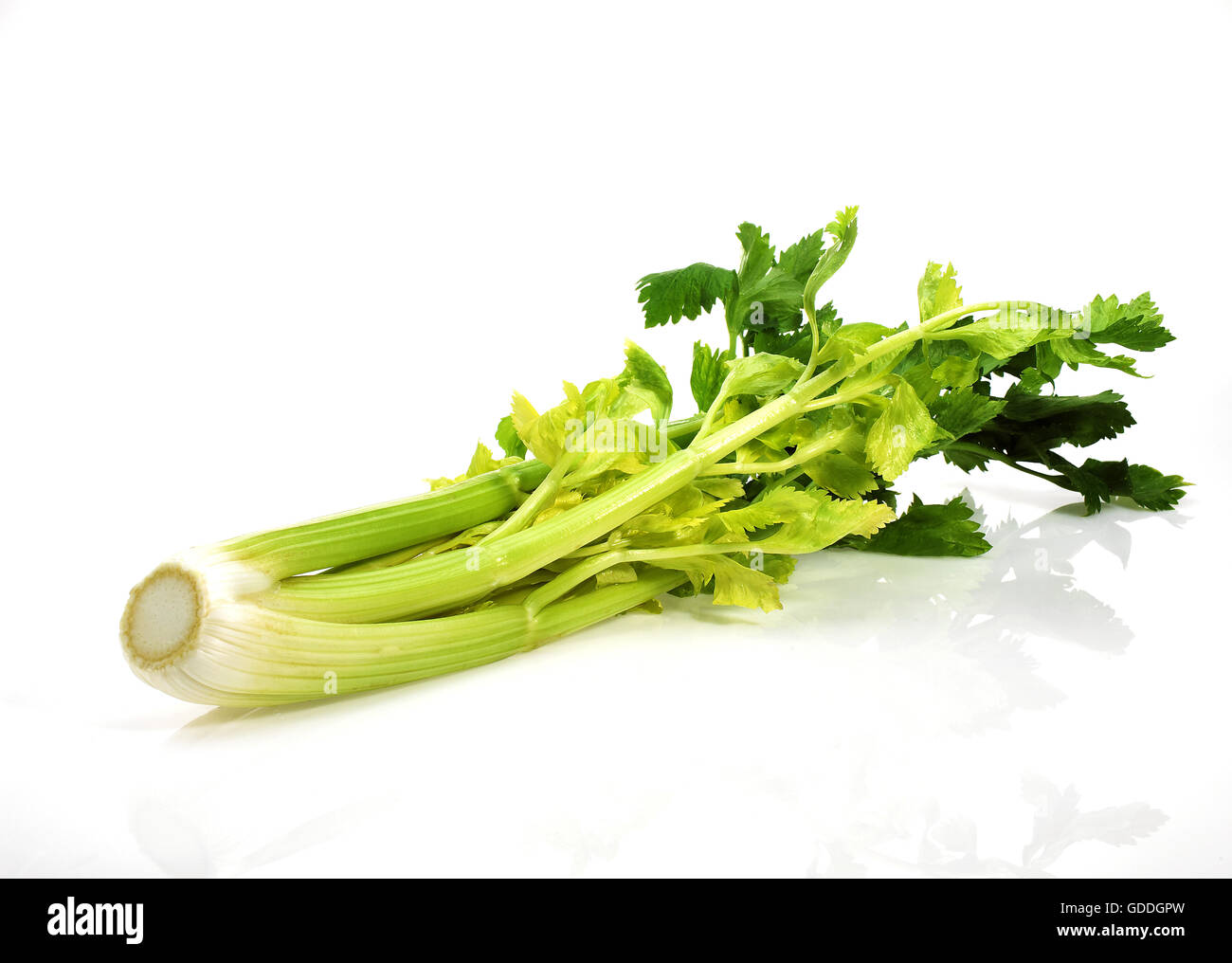 Celery, apium graveolens dulce, Vegetable against White Background ...