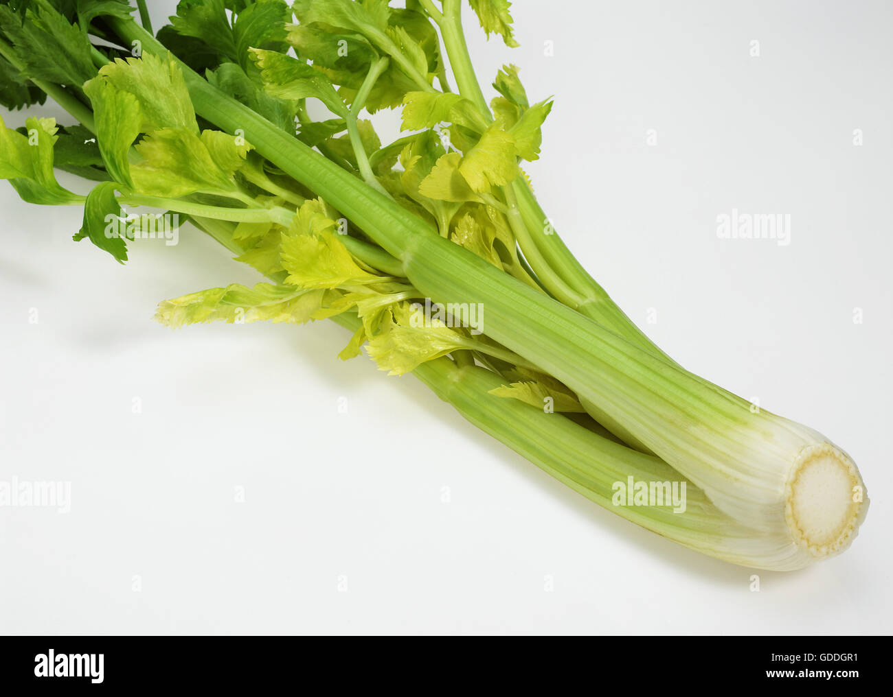Celery, apium graveolens dulce, Vegetable against White Background ...