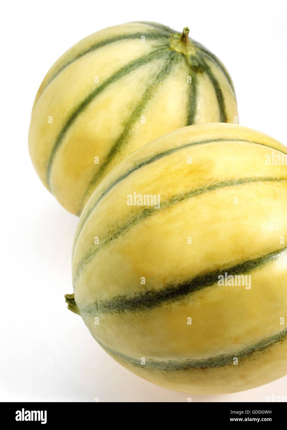 Cavaillon Melon, cucumis melo, Fruit against White Background Stock ...
