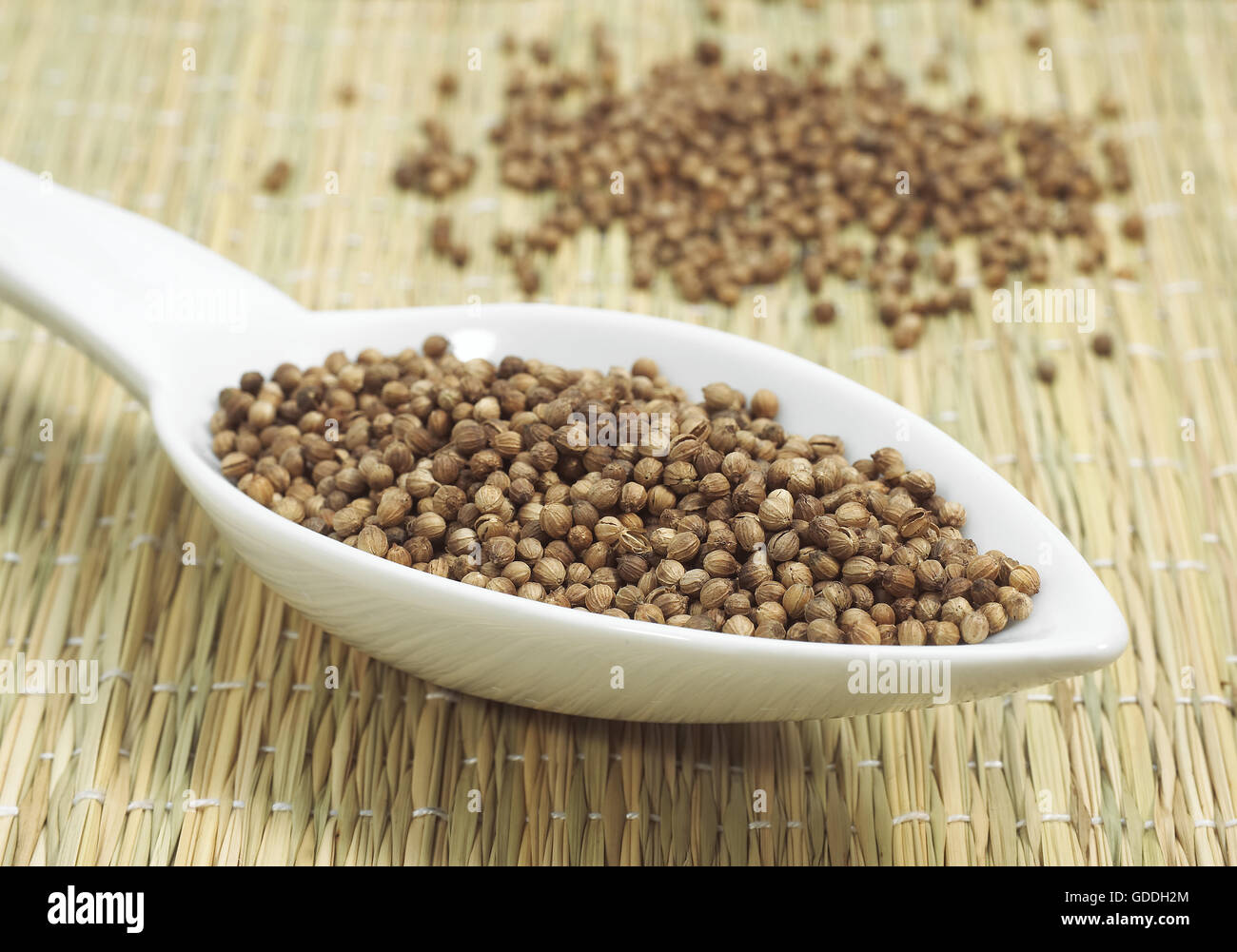 CORIANDER SEEDS coriandrum sativum IN A SPOON Stock Photo - Alamy