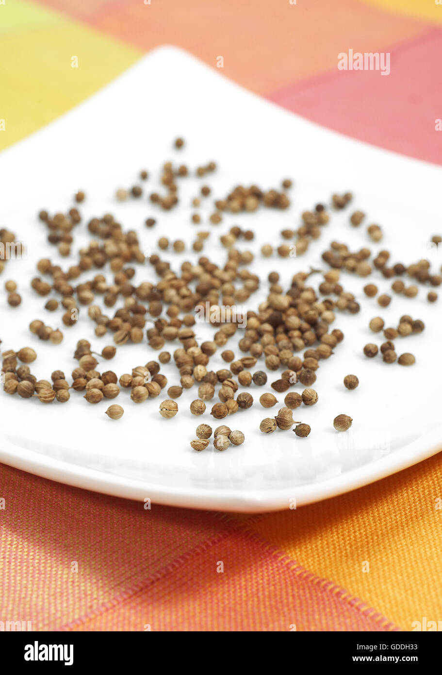 CORIANDER SEEDS coriandrum sativum Stock Photo - Alamy
