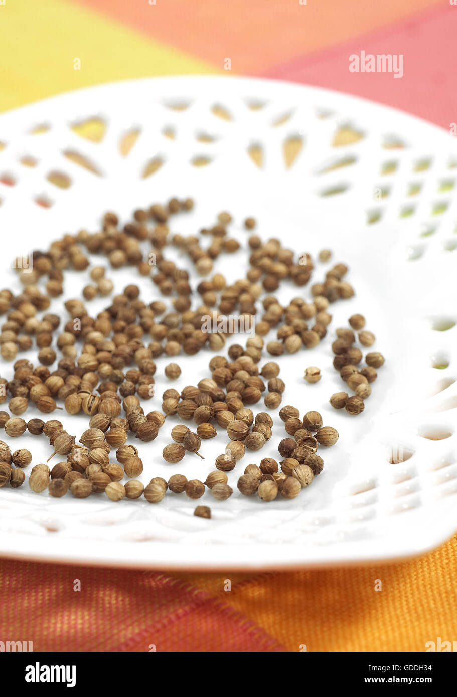 CORIANDER SEEDS coriandrum sativum Stock Photo - Alamy