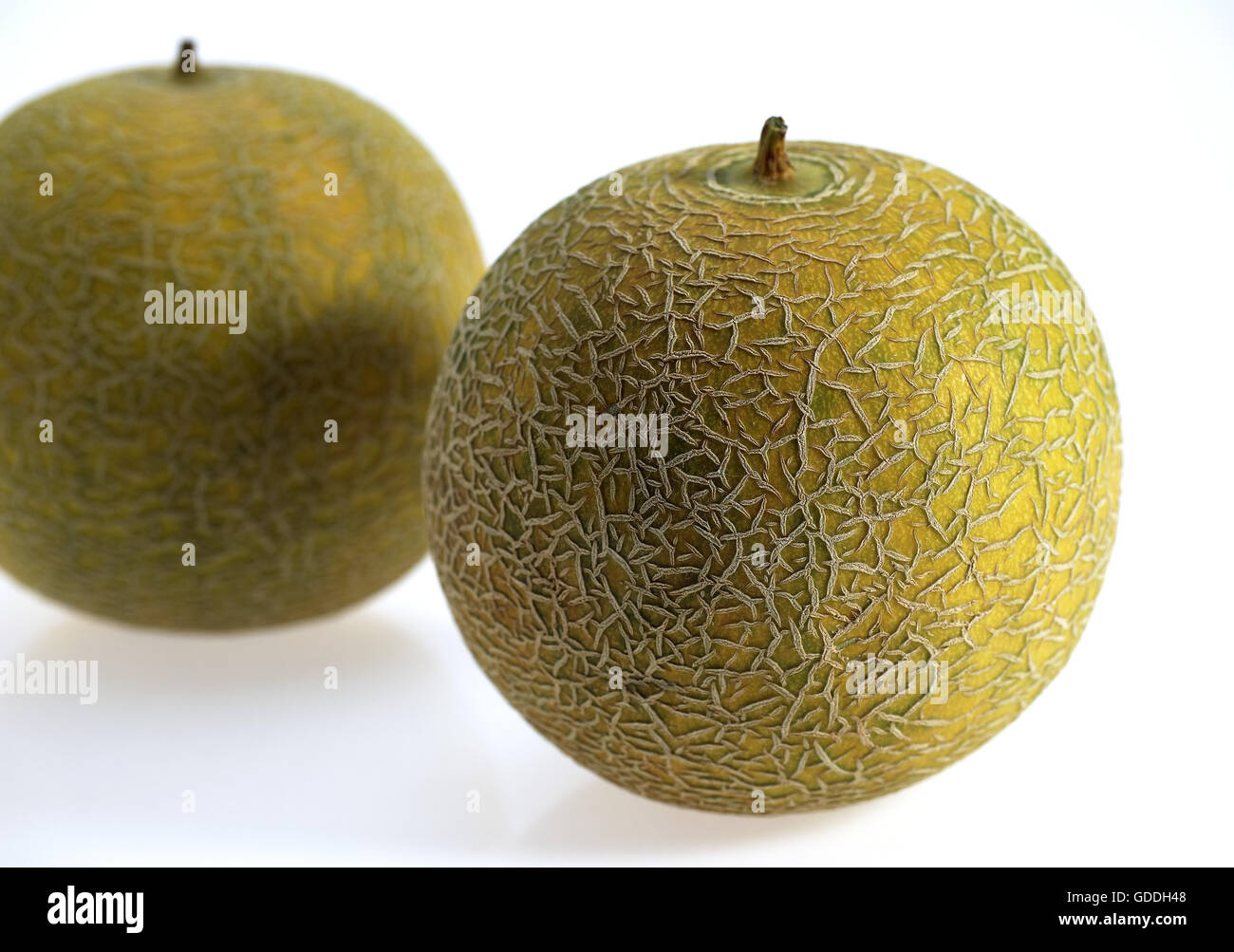 Italian Melon, cucumis melo, Fruit against White Background Stock Photo ...