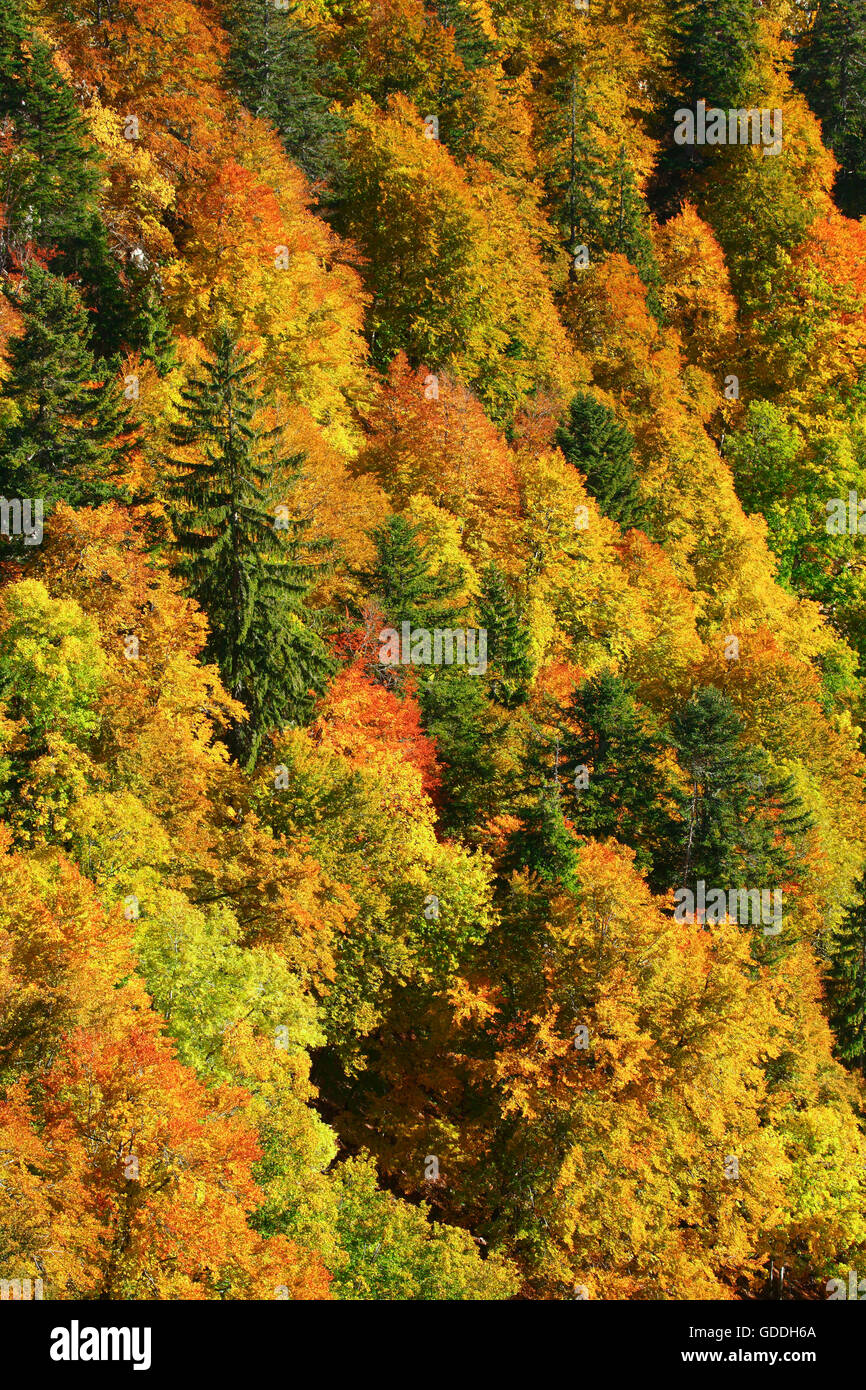 Mixed forest in autumn,Switzerland Stock Photo - Alamy