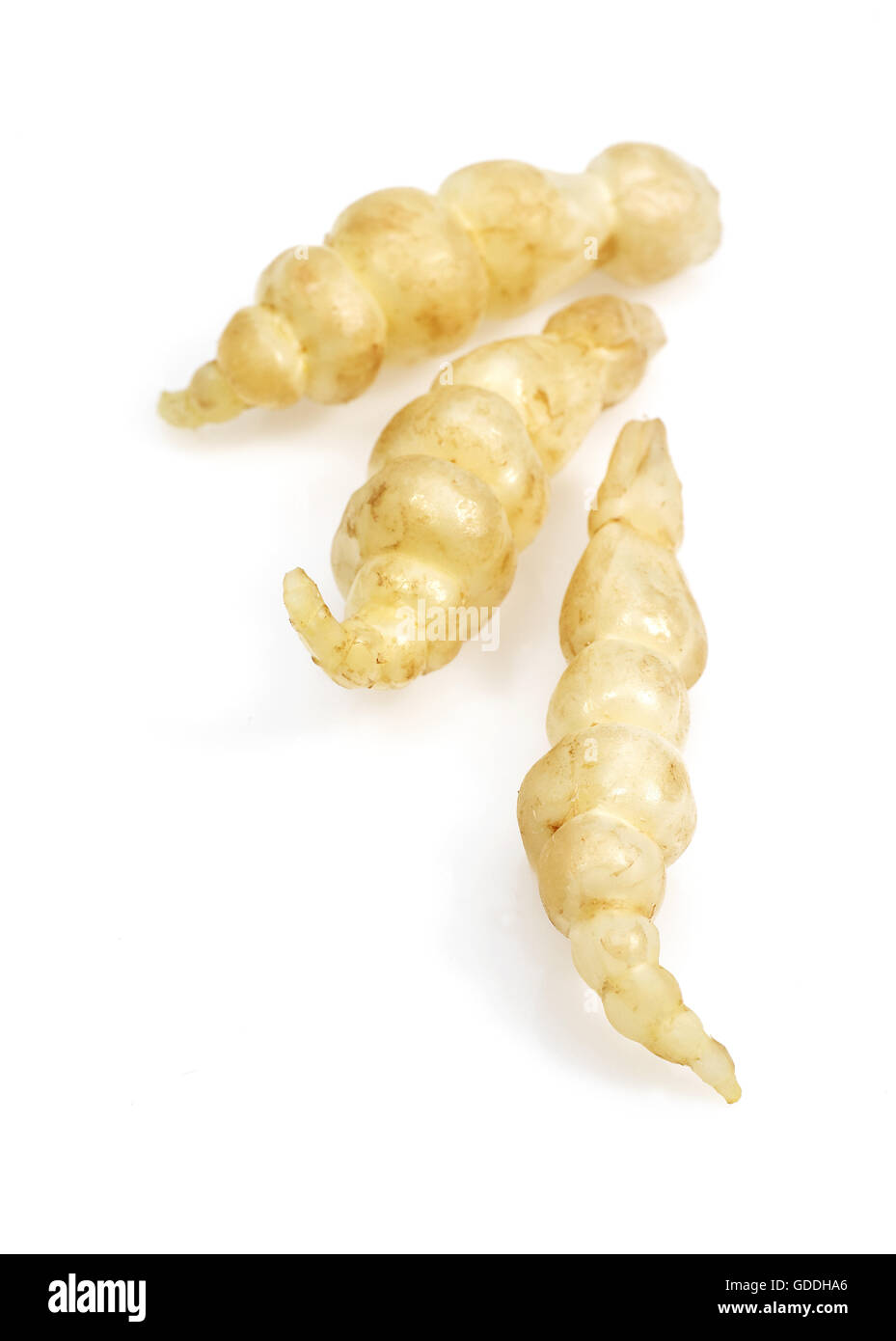 CROSNE OR CHINESE ARTICHOKE stachys affinis AGAINST WHITE BACKGROUND ...