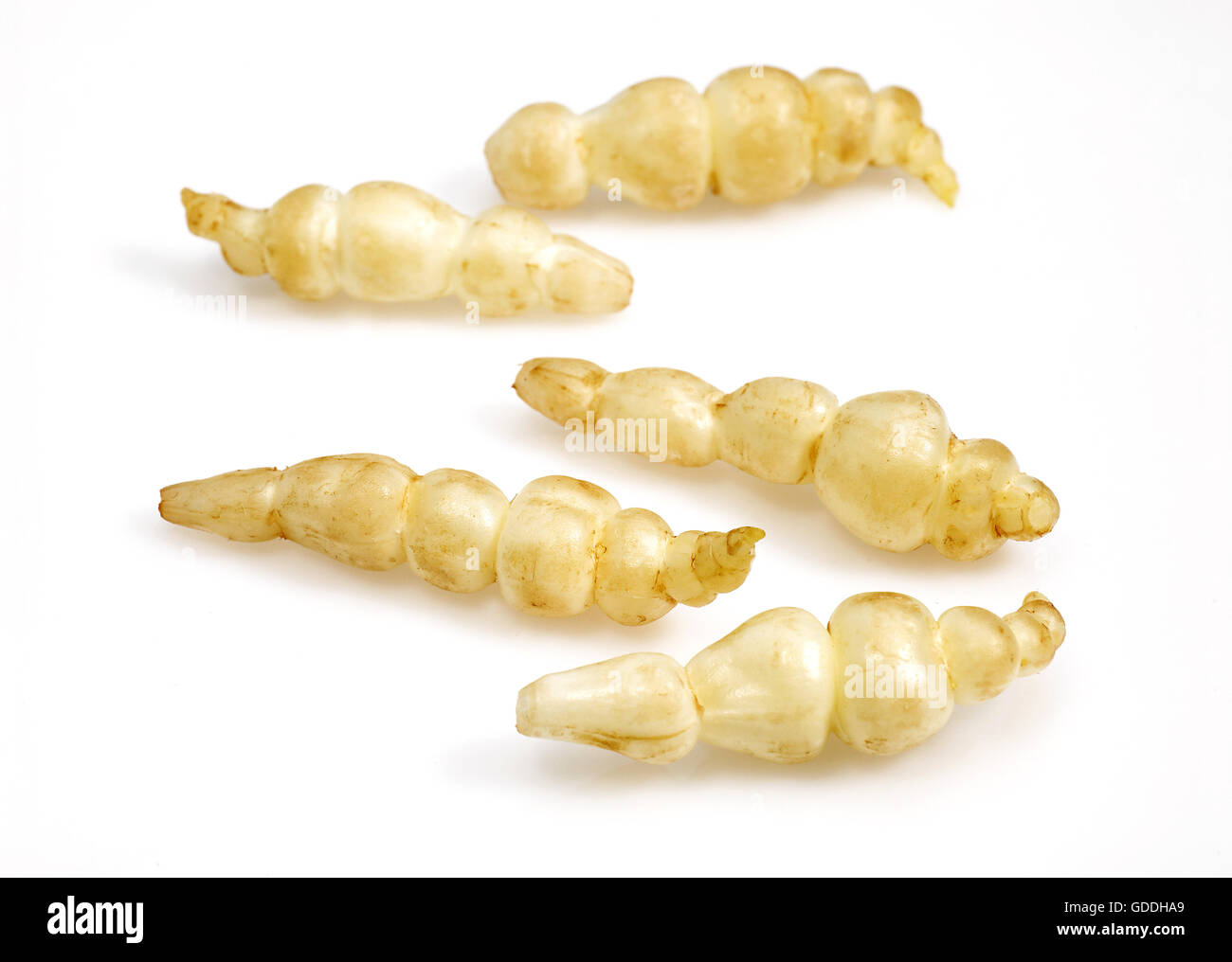 Crosne or Chinese Artichoke, stachys affinis against White Background ...