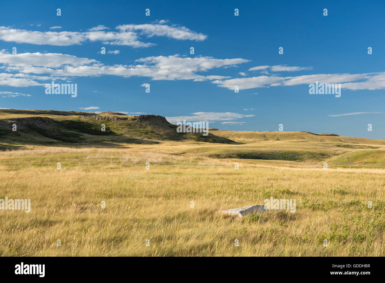 Grassland High Resolution Stock Photography and Images - Alamy